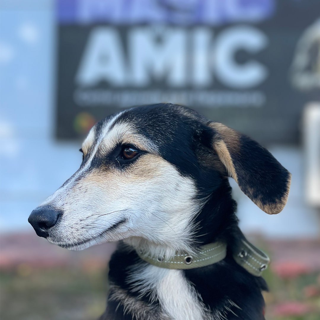 Enkorr: Свіжий погляд на енергетику - Новини - AMIC долучився до проєкту стерилізації ...