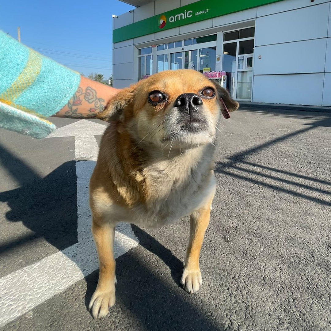 Enkorr: Свіжий погляд на енергетику - Новини - AMIC долучився до проєкту стерилізації ...